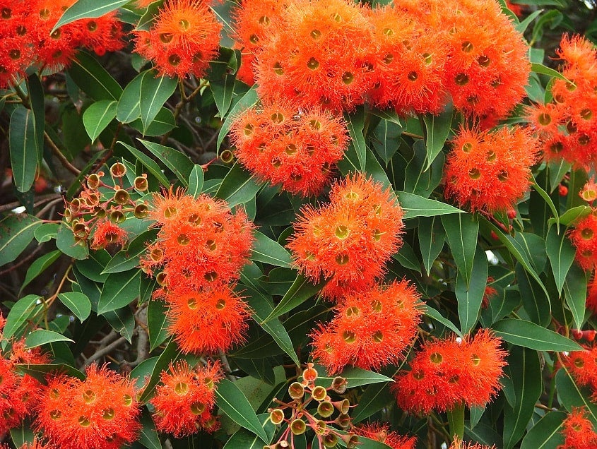 Corymbia Dwarf Orange - Flowering Gum - Grafted | Ausplants R Us