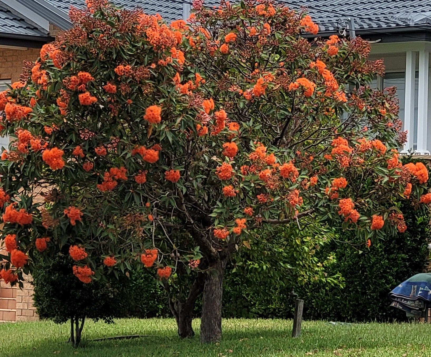 Corymbia Dwarf Orange - Flowering Gum - Grafted | Ausplants R Us