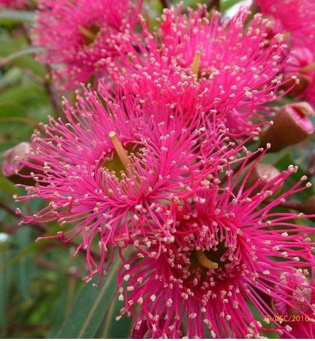 Corymbia Summer Glory - Dwarf grafted flowering gum | Ausplants R Us